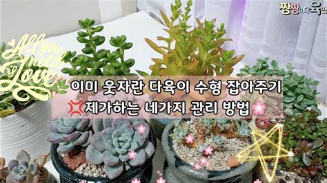 다육이키우기 🌿 이미 웃자란 다육이 수형 바로잡아 주기 💢 제가하는 네가지 관리법 🌸신입 아모르파티 다육이 ~ Youtube
