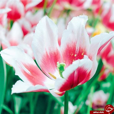 ثبت لحظه‌های ناب در اینستاگرام نشنال جئوگرافی ۱۱ عکس