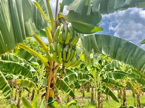 “จุรินทร์”สร้างเงินชุมชน ขึ้นทะเบียน Gi “กล้วยหอมทองหนองบัวแดง”