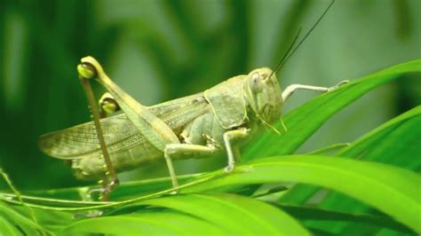 Grasshopper Archive Resources Grasshopper 3d Grasshopper The
