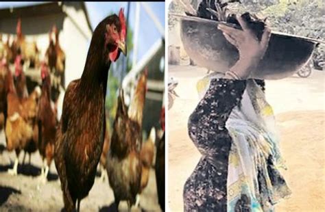 Woman Accuses Neighbor Of Killing Cock In Bharatpur दो मुर्गों के
