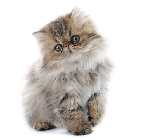 Shaded Golden Persian Kittens For Adoption Kandk Kittikats