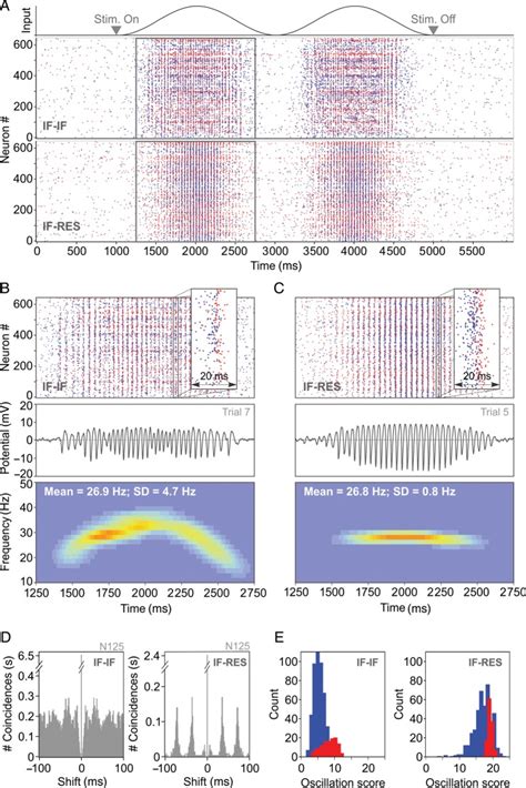 Gamma Oscillations In Simulated Neuronal Circuits A Input Top And Download Scientific