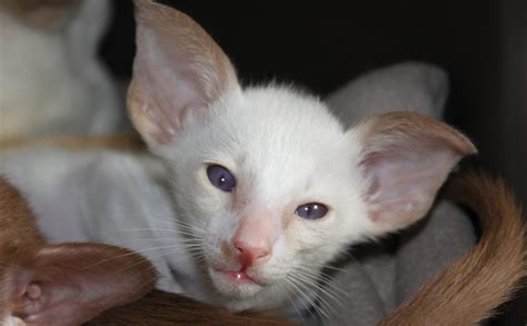 Free Picture Adorable Cat Portrait Kitten White Animal Feline