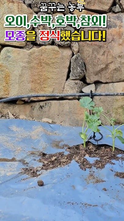 꿈꾸는농부 넝쿨작물오이수박호박참외모종 정식 모종 전원생활 Farming 꿈꾸는텃밭 Agriculture 정원관리 Food Gardening