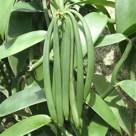 短荚冰淇淋豆 冰淇淋豆怎么买 冰淇淋豆果树 第2页 大山谷图库