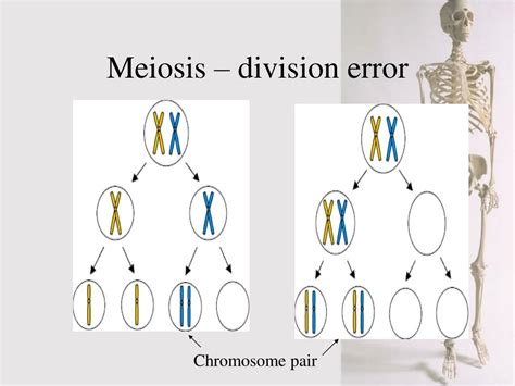 Ppt Meiosis Powerpoint Presentation Free Download Id370557