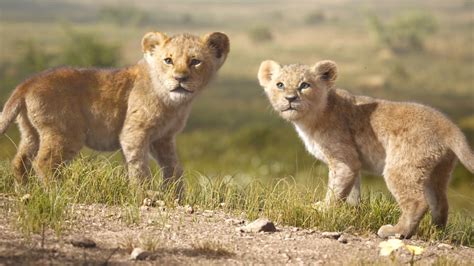Lion King Nala Cubs