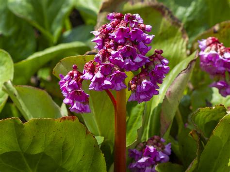 Tried And True Plants For A Calgary Garden