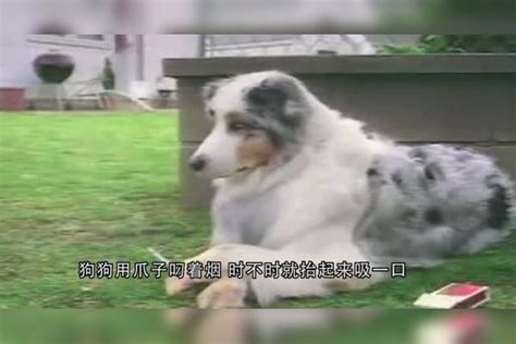 狗狗隔三差五带大鱼回家，男子暗中跟踪发现不得了，这狗太厉害大鱼跟踪男子