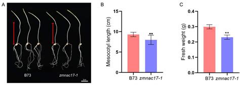Ijms Free Full Text Zmnac17 Regulates Mesocotyl Elongation By Mediating Auxin And Ros