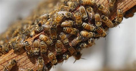 World Bee Day Kenyan Beekeepers Struggle Against Mounting Odds Kenya