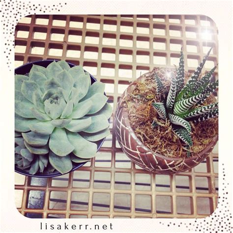Office Plants For A Refreshing Workspace