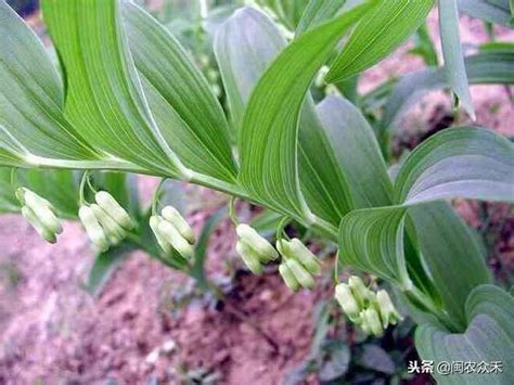 閩農兄弟：農村民間稱：「北有長白人參，南有九華黃精」最佳補品 每日頭條