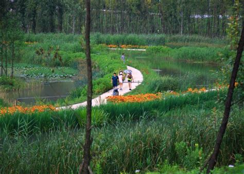 Turenscape Transforms A Ditch Into Wetland Park In China