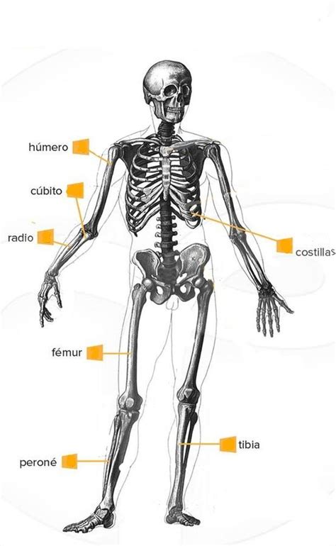 Cuáles Son Los Huesos Más Largos Del Cuerpo Humano Imp Familia