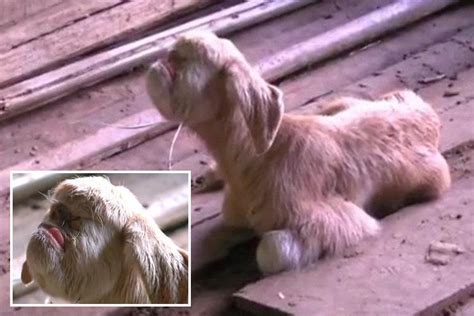 Mutant Cyclops Goat With One Eye And Unable To Use Its Mouth Is Born On