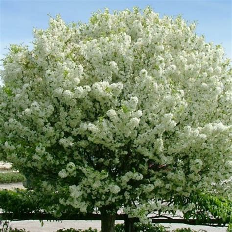 5 Low Maintenance Tree Ideas For Your Front Yard Livingetc