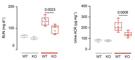 Creatinine Assay Kit Ab65340k625 100 Abcam