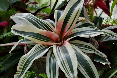 무료 사진 핑크 꽃 잎 정원 꽃잎 여름 시간 자연 식물 담홍색