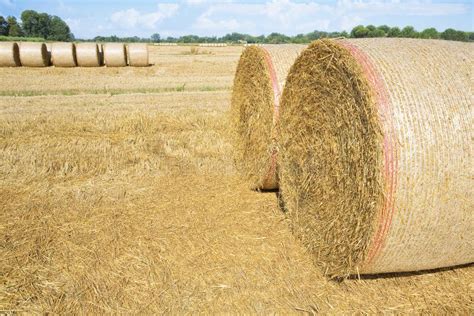 Large Round Cylindrical Straw Or Hay Bales In Italian Countryside On