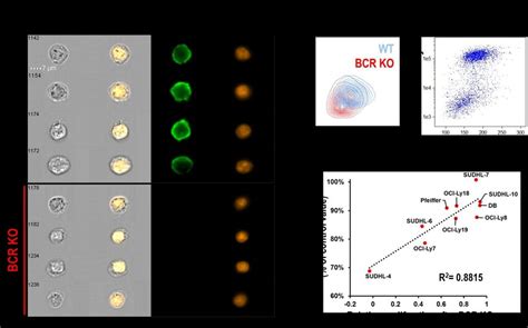 Figure S4 Bcr Ko Reduces Cell Size In Gcb Dlbcl Lines A Individual
