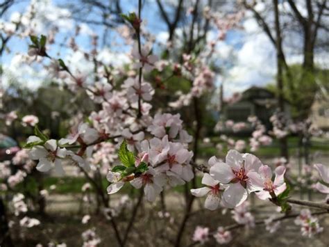 Sunny Start To Week In Winnipeg But Rain Coming Cbc News