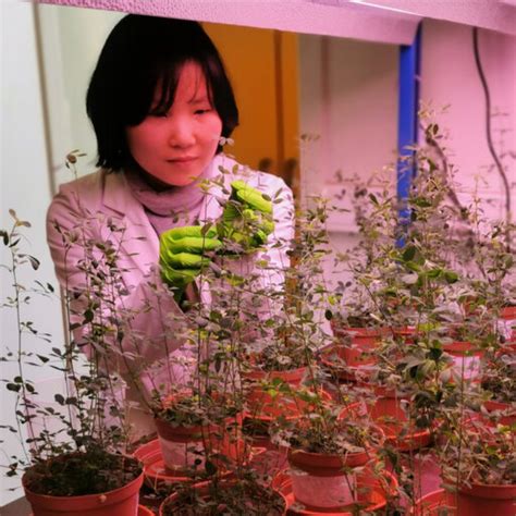 Xiaolin Wang Postdoc Researcher In Mälardalens University Doctor Of