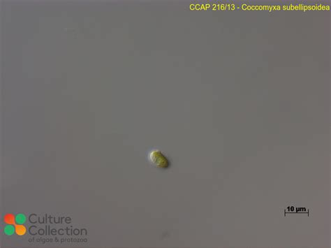 Coccomyxa Subellipsoidea