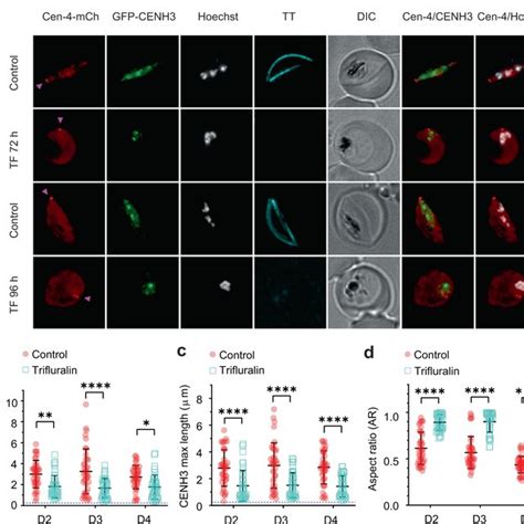 Multimodal Electron Microscopy Reveals Intranuclear Microtubules In