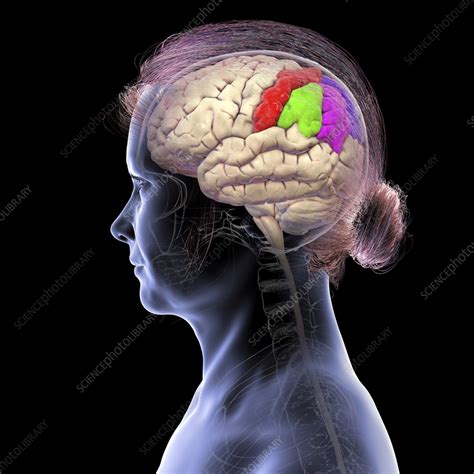 Brain Parietal Gyri Illustration Stock Image F0459195 Science