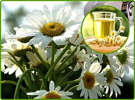 Chamomile Extract At Best Price In Ghaziabad Plantae Extracts Pvt Ltd