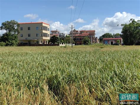 破碱而生岭门镇让撂荒地变成了丰产田 新快网