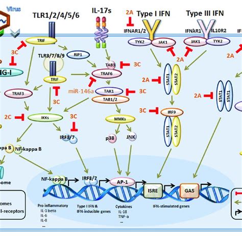 Pdf Immune Evasion Of Enteroviruses Under Innate Immune Monitoring