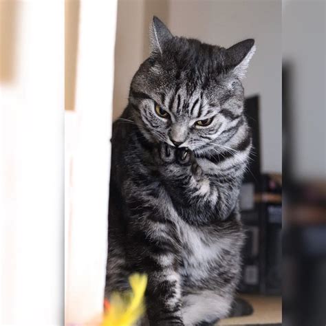 котэ прикольные картинки с кошками смешные картинки и другие приколы комиксы гиф анимация