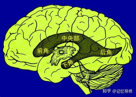 怎样增强孩子的记忆力 掌握这几点就能增强记忆力摆脱死记硬背 知乎