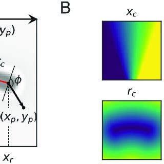 General Description Of The In Cell Coordinate System A Brightfield Download Scientific