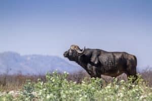 50 Interesting Bullet Point Facts About Cape Buffalos African