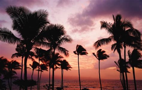 Free Images Silhouette Sunrise Sunset Palm Tree Dawn Dusk