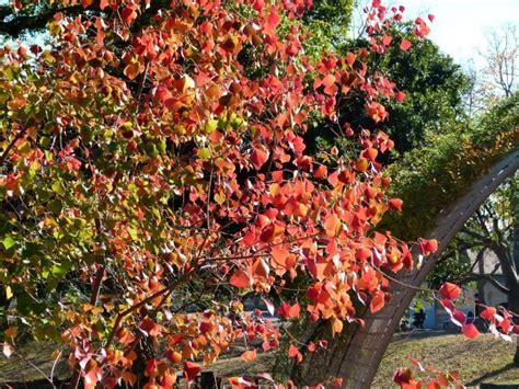 ナンキンハゼの紅葉 里山再生計画
