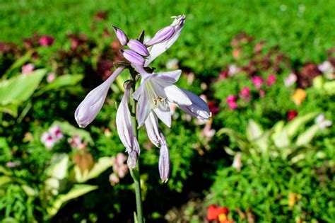 화창한 여름날 아름다운 야외 배경이 부드러운 초점으로 촬영 된 영국 코티지 스타일의 정원에서 분홍색과 흰색 질경이 백합 또는 호스타 식물과 녹색 잎 0명에 대한 스톡 사진