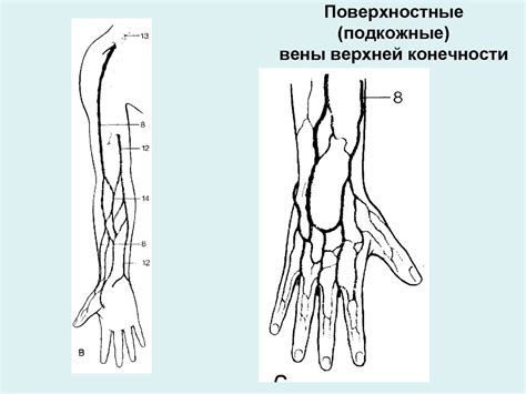Схема вены на руках 98 фото