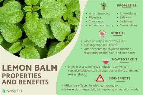 Can Lemon Balm Help You Relax And Sleep Better Benefits And Side Effects