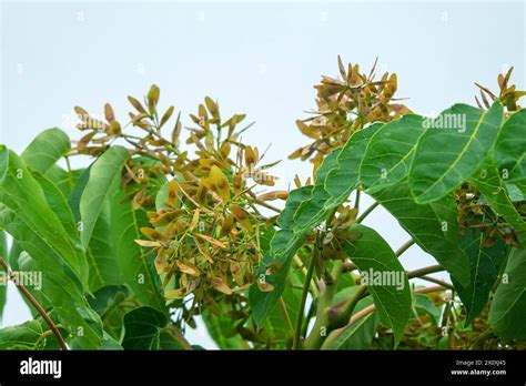 A Asian Sumach Ailanthus Altissima Tree With Fruits A Species