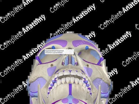 Supraorbital Foramen Complete Anatomy