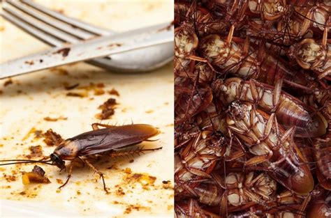 Massive Cockroach Outbreak In Sa Here Is What You Need To Know