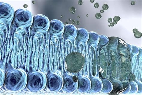 Why Does Cell Polarity Matter