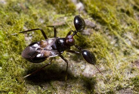 Real Monstrosities Bug Eyed Bug