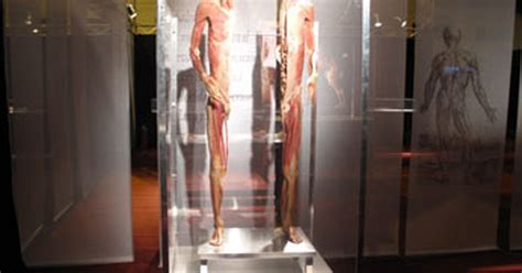 G Exposição sobre o corpo humano fica em cartaz no Recife até dezembro notícias em Pernambuco