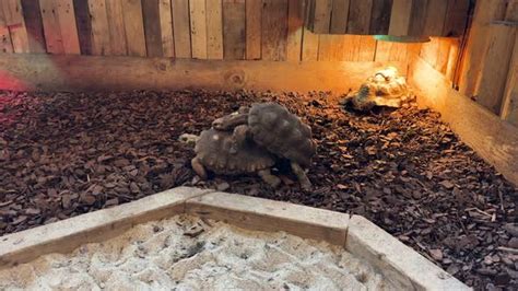 Tortoise Pair Mate Reproducing With Male Mounting Behind Female Making Love Nature Stock